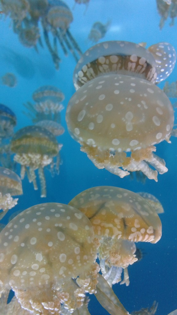Aquarium of the Pacific has New Exhibits Featuring Sea Jellies