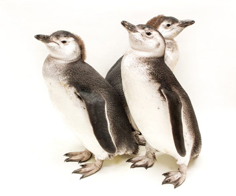 Three Penguin Chicks Make Public Debut at the Aquarium of the Pacific!