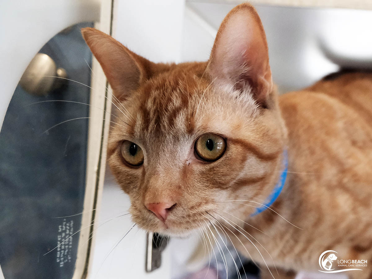 Captain, June 4th Pet of the Week!